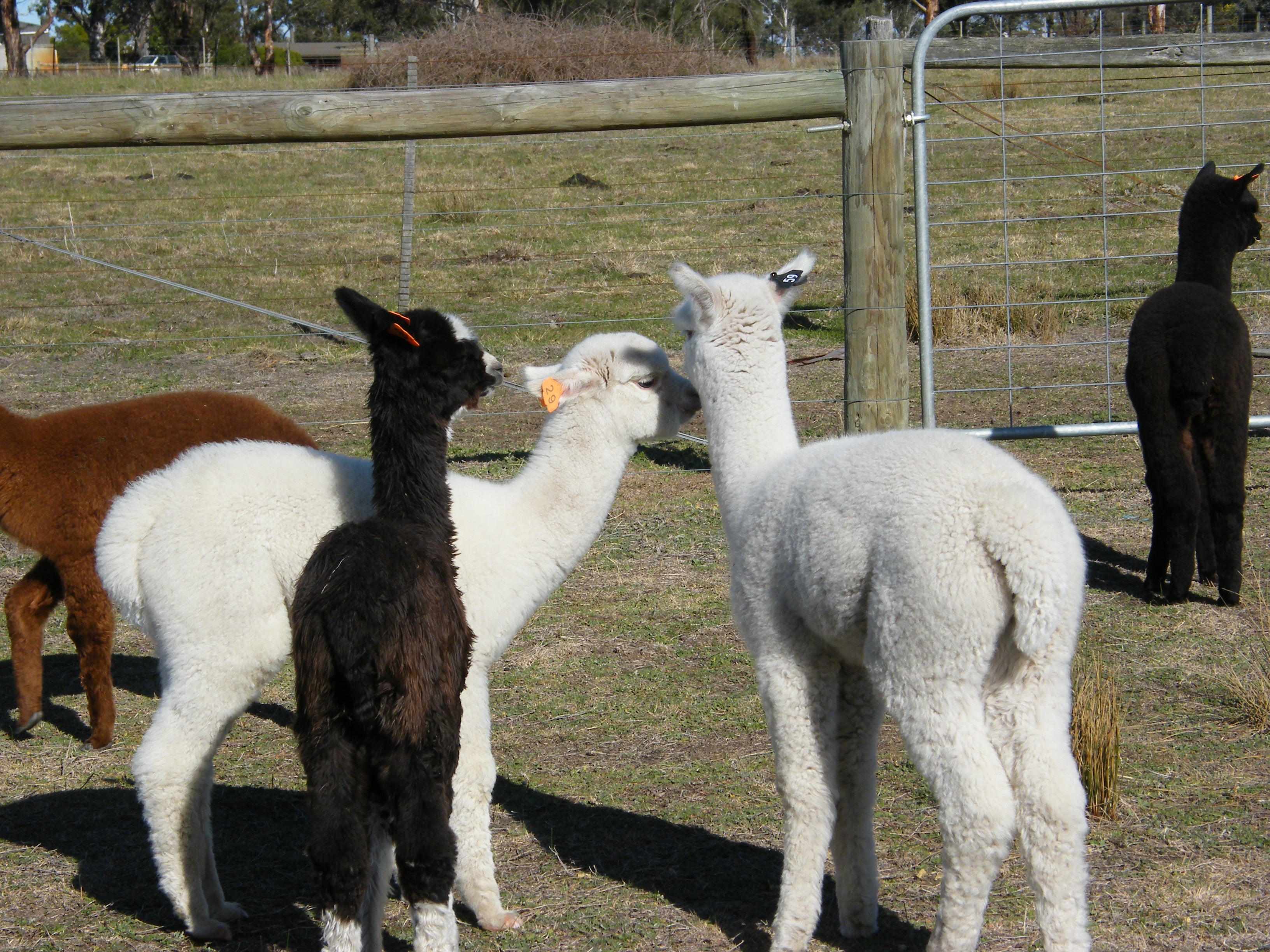 East Gippsland Feld Days – Merungle Alpacas