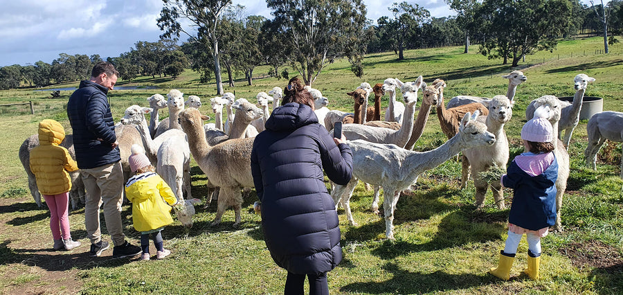 Gallery – Merungle Alpacas